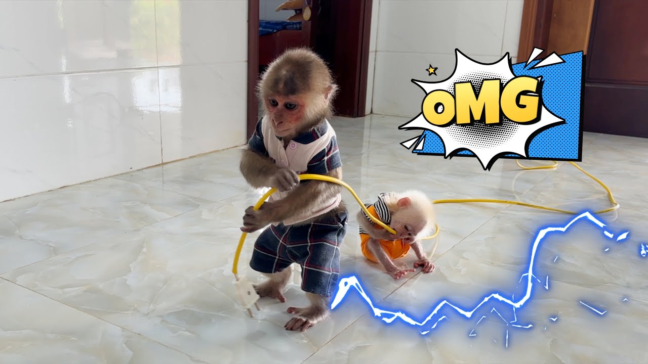 Monkey SinSin always protects baby monkey ZiZi from danger when biting ...