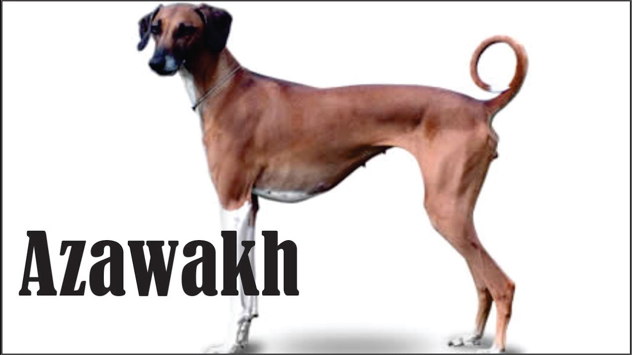 Azawakh un perro muy veloz raza historia origen cachorros - YouTube