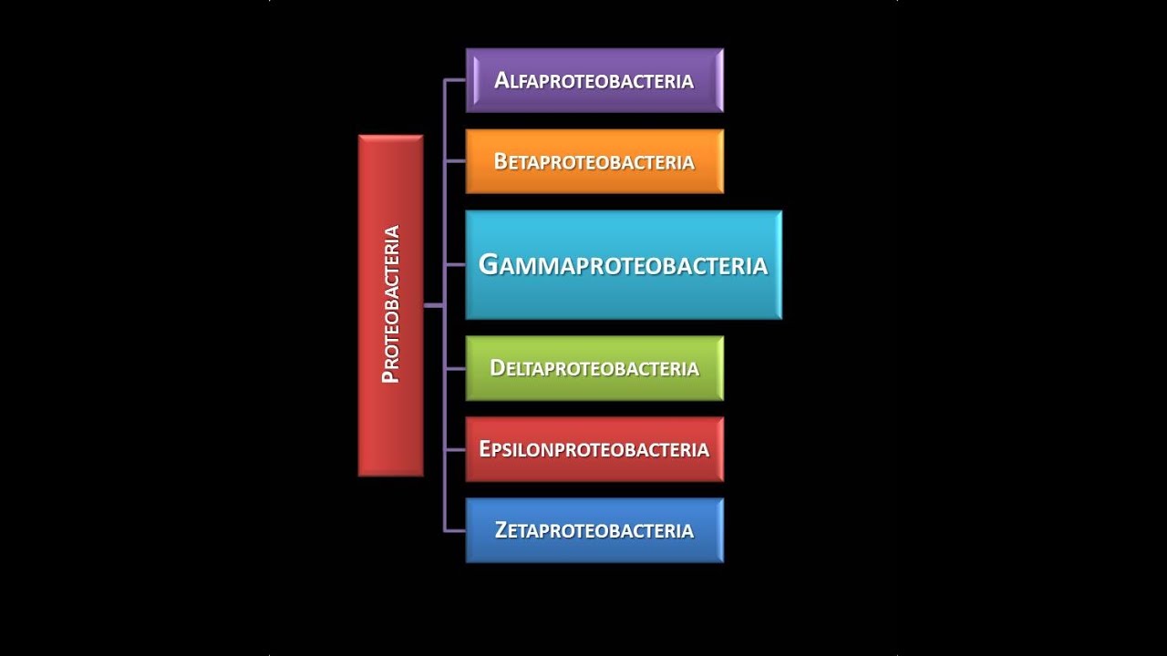 Dominio Bacteria: Phylum Proteobacteria 18 - Clase Gammaproteobacteria ...