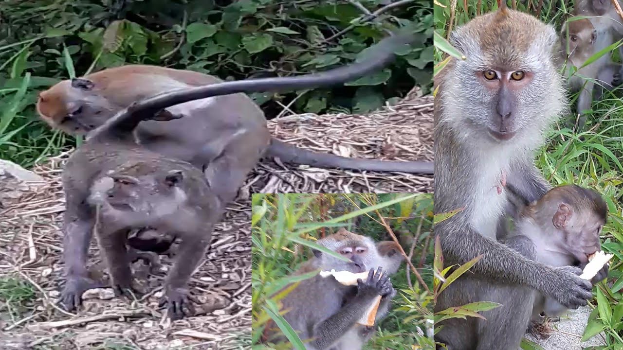 feeding monkey group | monkey group eats breads | cute monkey | baby ...