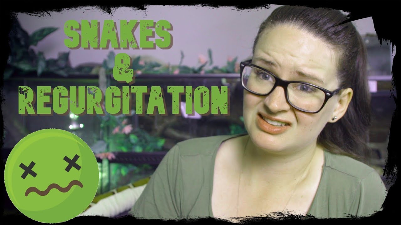 SNAKES & REGURGITATION (vomiting, throwing up etc.) - YouTube