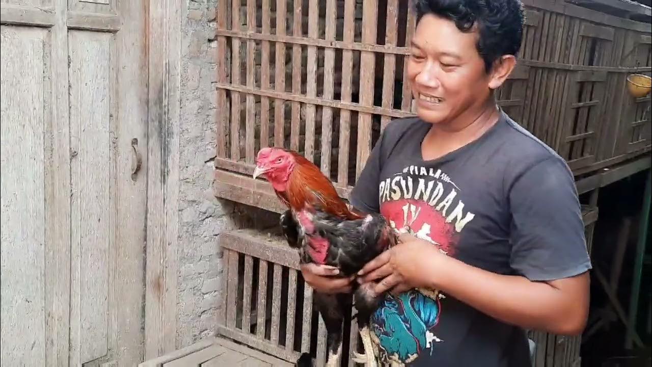 MELIHAT LAGI PETERNAKAN AYAM,PAKOY,BANGKOK,KOYTRAD,PAMA,SAIGON OM SUGENG - YouTube
