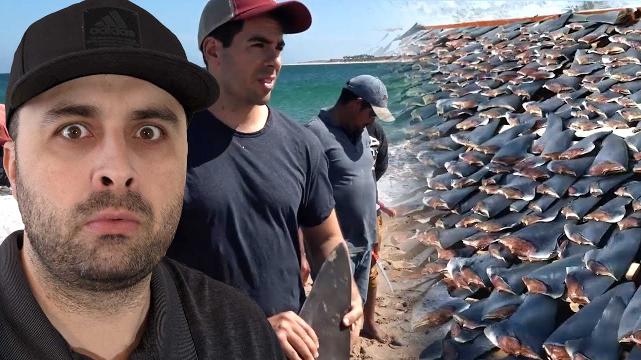 Fisherman Reacts To Eli Roth's Shark Week Movie Fin - YouTube