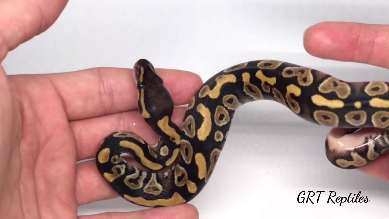 Cinnamon X Mystic ball python clutch Post Shed - YouTube