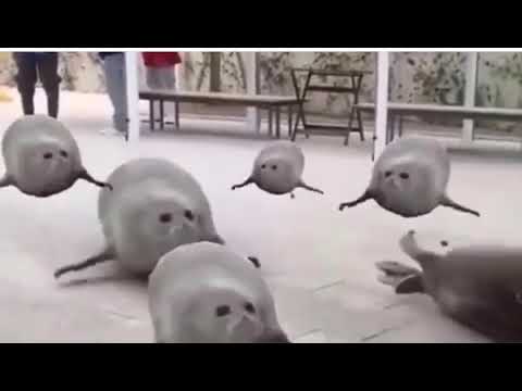 Seals invade the earth - YouTube