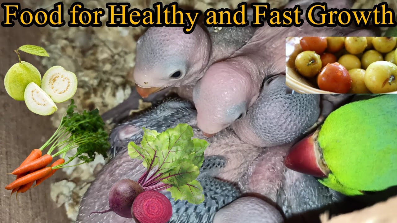 Food routine of Parrots after Hatching of Chicks | What diet should be ...