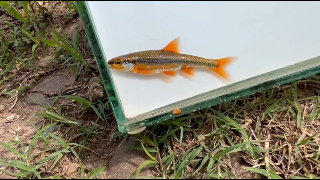 Microfishing: Missouri - Show Me Fish, Day 4, Pt 1 - YouTube