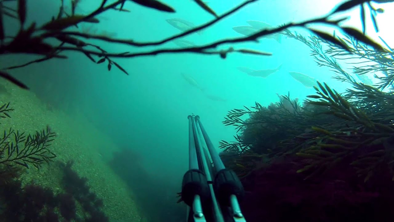 Spearfishing Dorset UK (GoPro) - YouTube