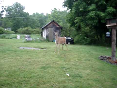 DOG vs DEER - YouTube