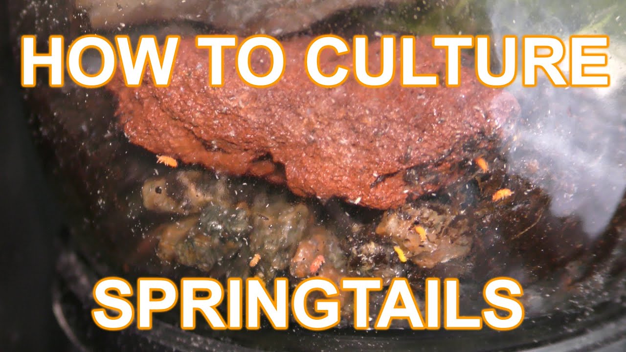 How to culture Orange springtails - YouTube