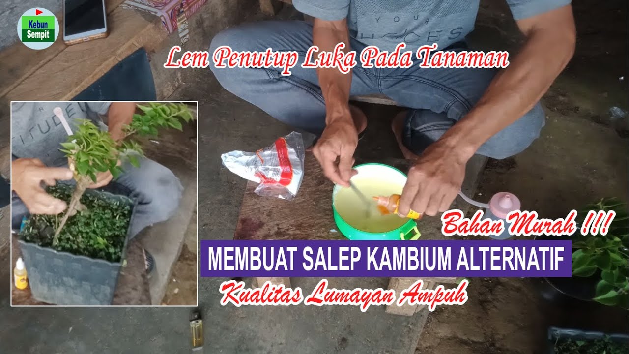 membuat salep kambium sendiri, bahan murah tapi kualitas ampuh, untuk ...