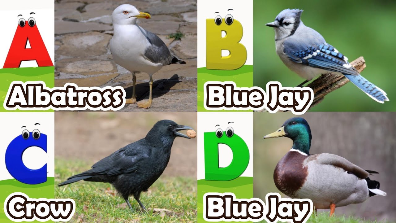 Birds Alphabet Song for Kids | Birds ABC Song | Phonics for Kids | Baby ...