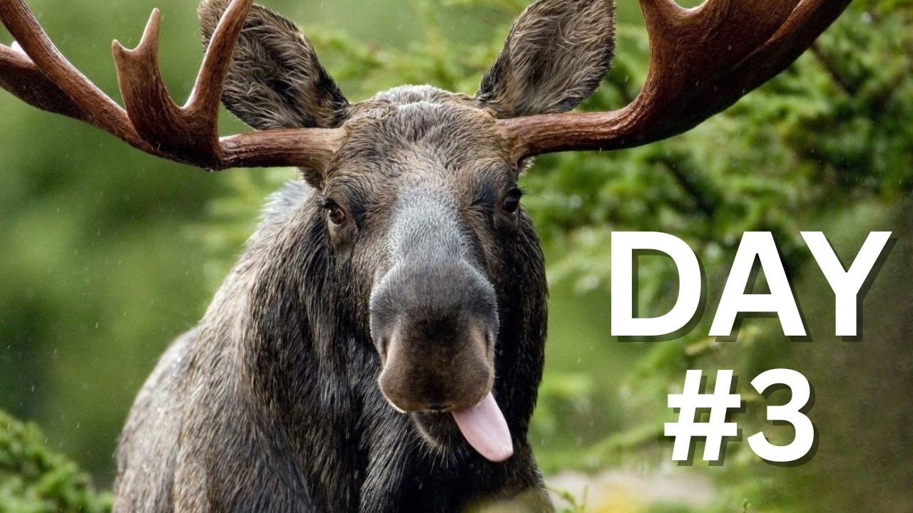 🔴The Great Moose Migrating from Argentina River right NOW... - YouTube