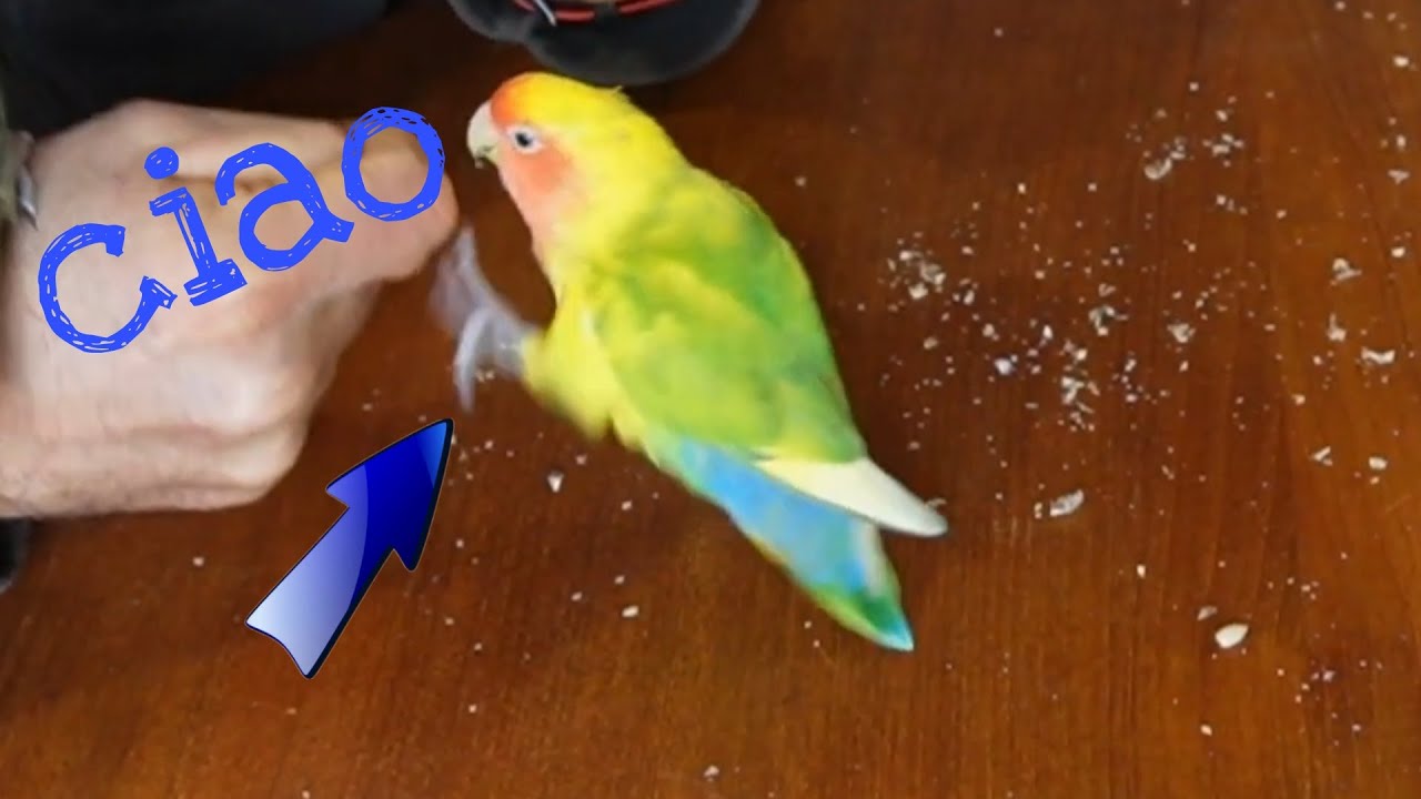 Come insegnare a salutare con la zampa al tuo pappagallo - YouTube