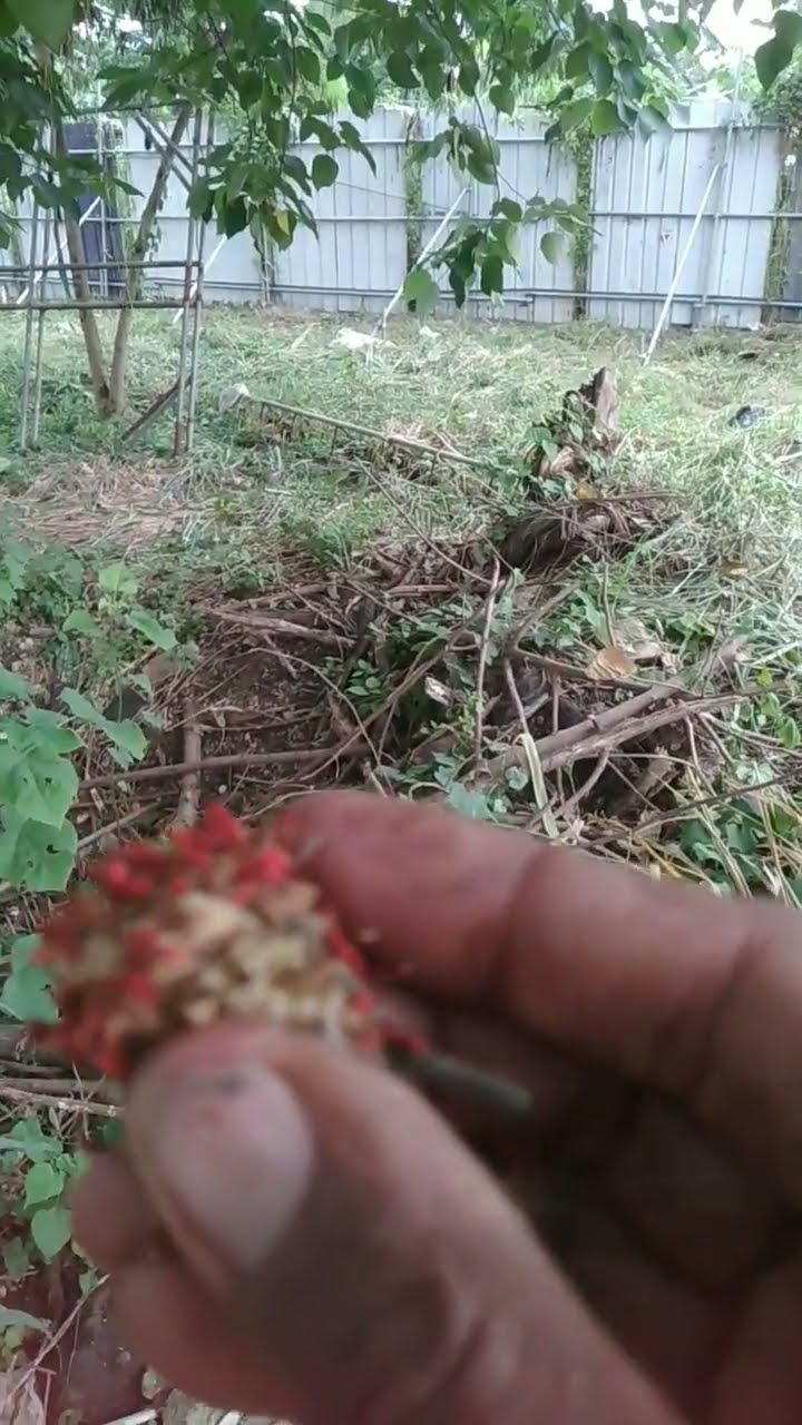 Puno na maraming bunga d pla prutas - YouTube