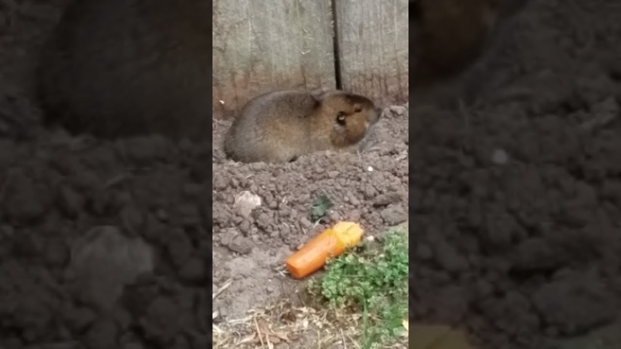 The screaming gopher - YouTube