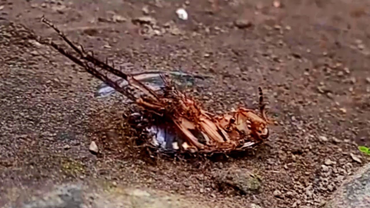 ANTS VS COCKROACH WAR - YouTube