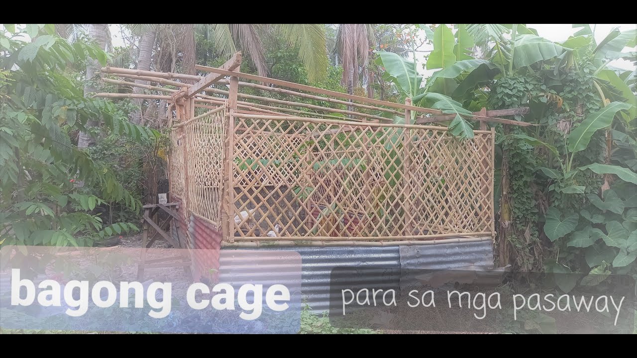 2021 bago cage, Duck, Goose - YouTube