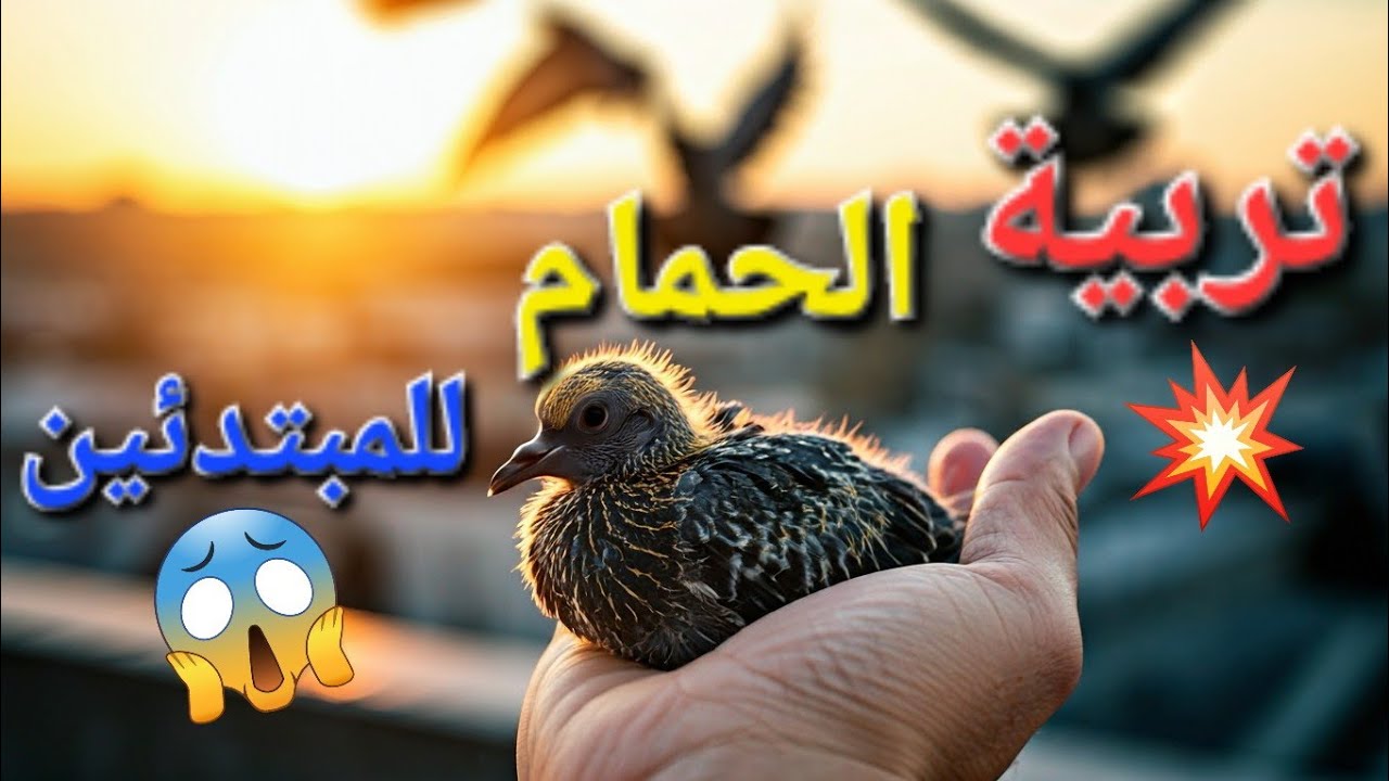أقسم بالله السر اللى هيخلى اى نوع حمام يبيض بسرعه مزهلة |ويلحم "العش× ...