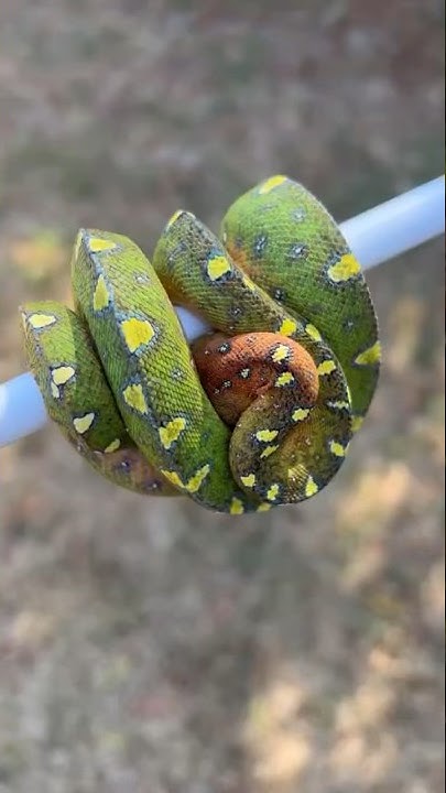 Just a designer Green Tree Python refusing to show its face. 🤷🏻‍♂️🐍🔥 ...