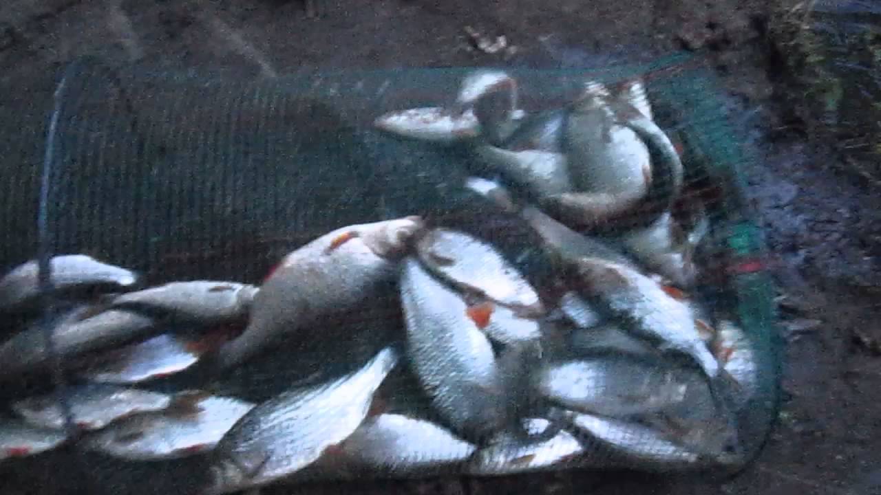 bourriche du 04 octobre 2015 +++40 poissons en 3h00 - YouTube
