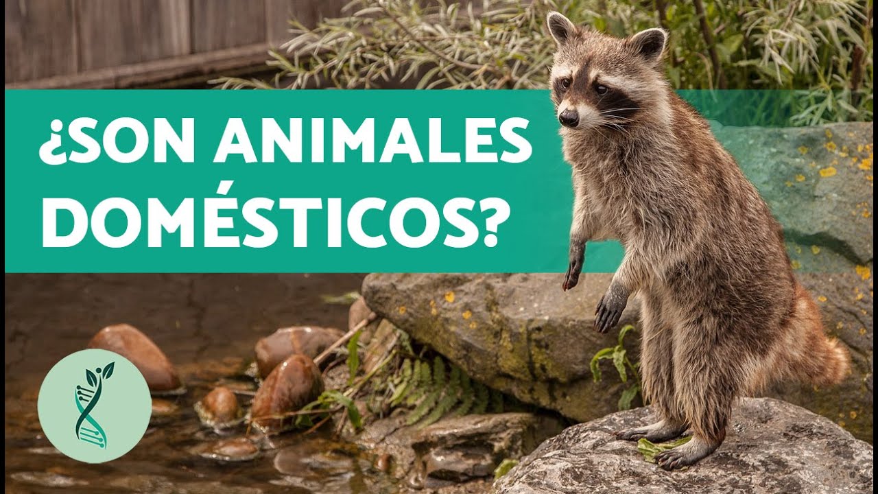 ¿Dónde VIVEN los MAPACHES? 🦝 (Características, Hábitat y Comportamiento ...