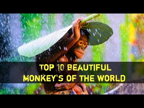 Top 10 beautiful monkey's of the world interesting video - YouTube