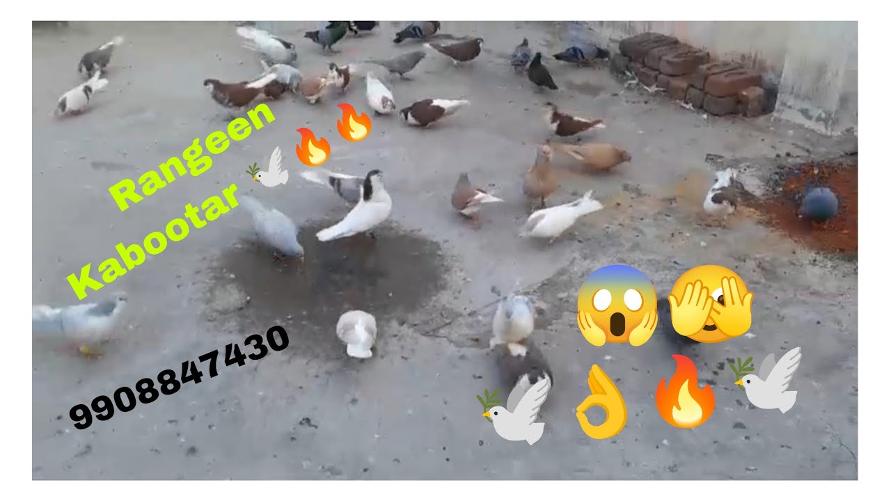 Rangeen kabootar 🕊️👌😱|| Top quality shirazi kabootar ki video 🕊️🔥😍|| # ...