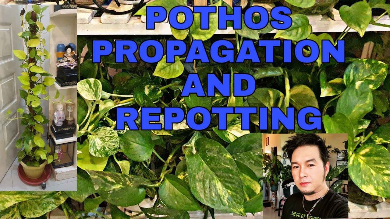 how to Propagate golden Pothos and repottting - YouTube
