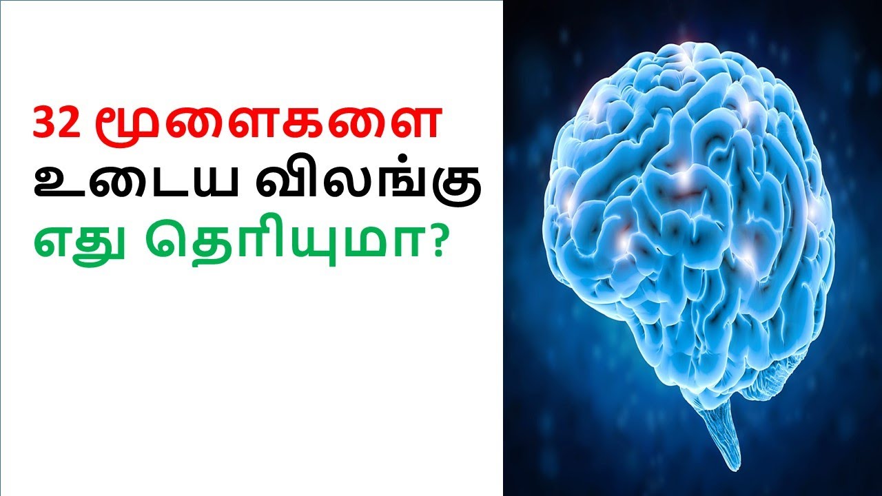 32 மூளைகளை உடைய விலங்கு எது தொியுமா? || Animal With 32 Brains - TAMIL ...