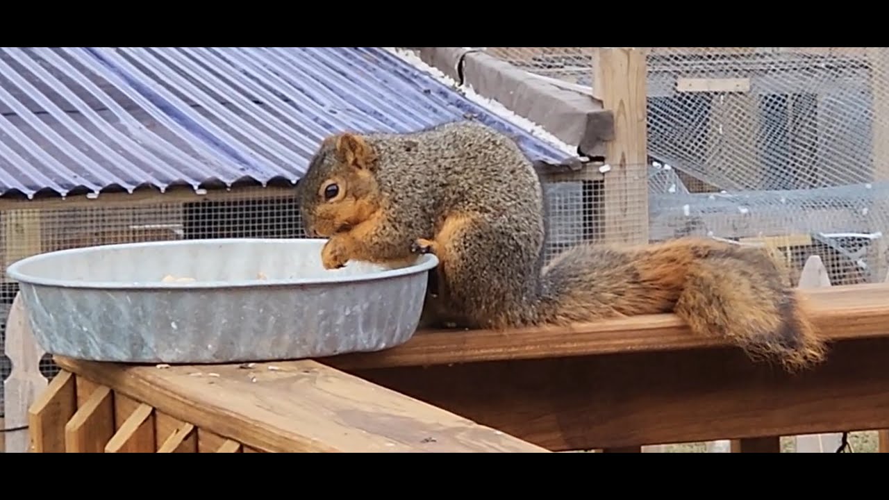 Squirrels are Pigs - YouTube