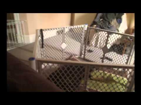 Dog Cam Live Stream - YouTube