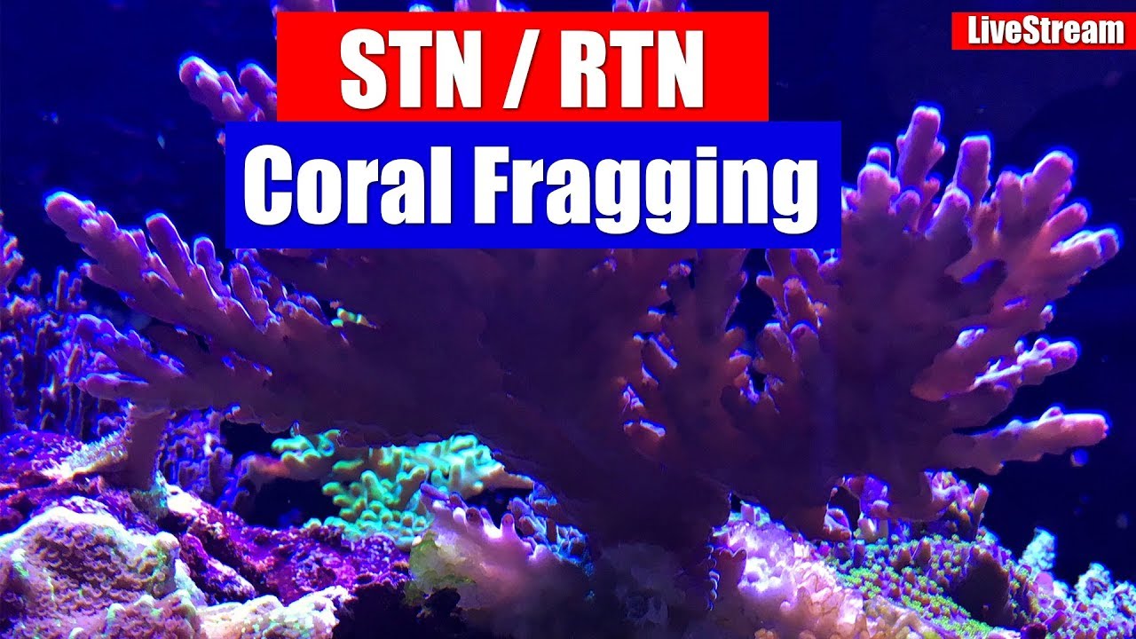 Every Reefers worst nightmare and how to deal with it! STN / RTN and ...