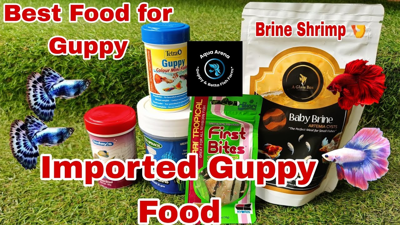 Guppy Fish Food || Guppy Farm in India 🇮🇳 || Guppy price online || Best ...