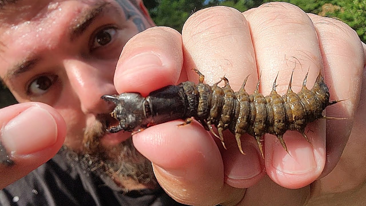 Hellgrammite Insect - YouTube