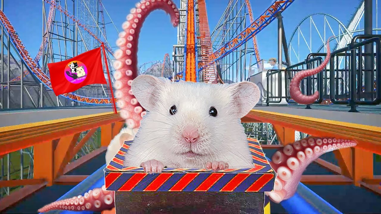 🐹Hamster in Roller Coaster Maelstrom with Octopus | Hamster Maze - YouTube