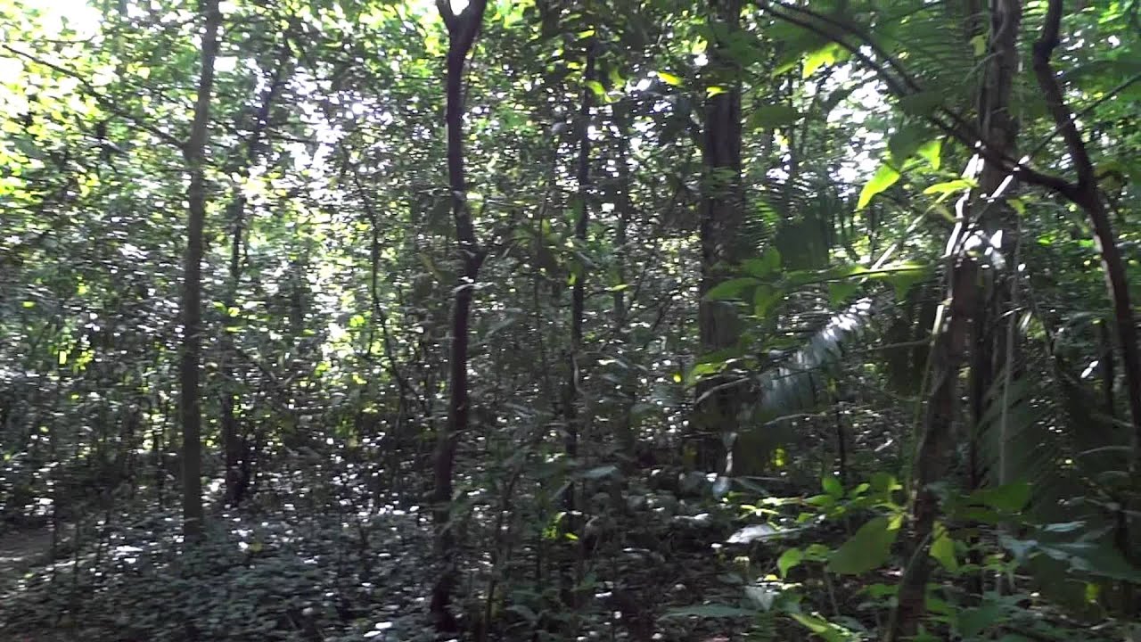 Sound of Macritchie Forest - YouTube
