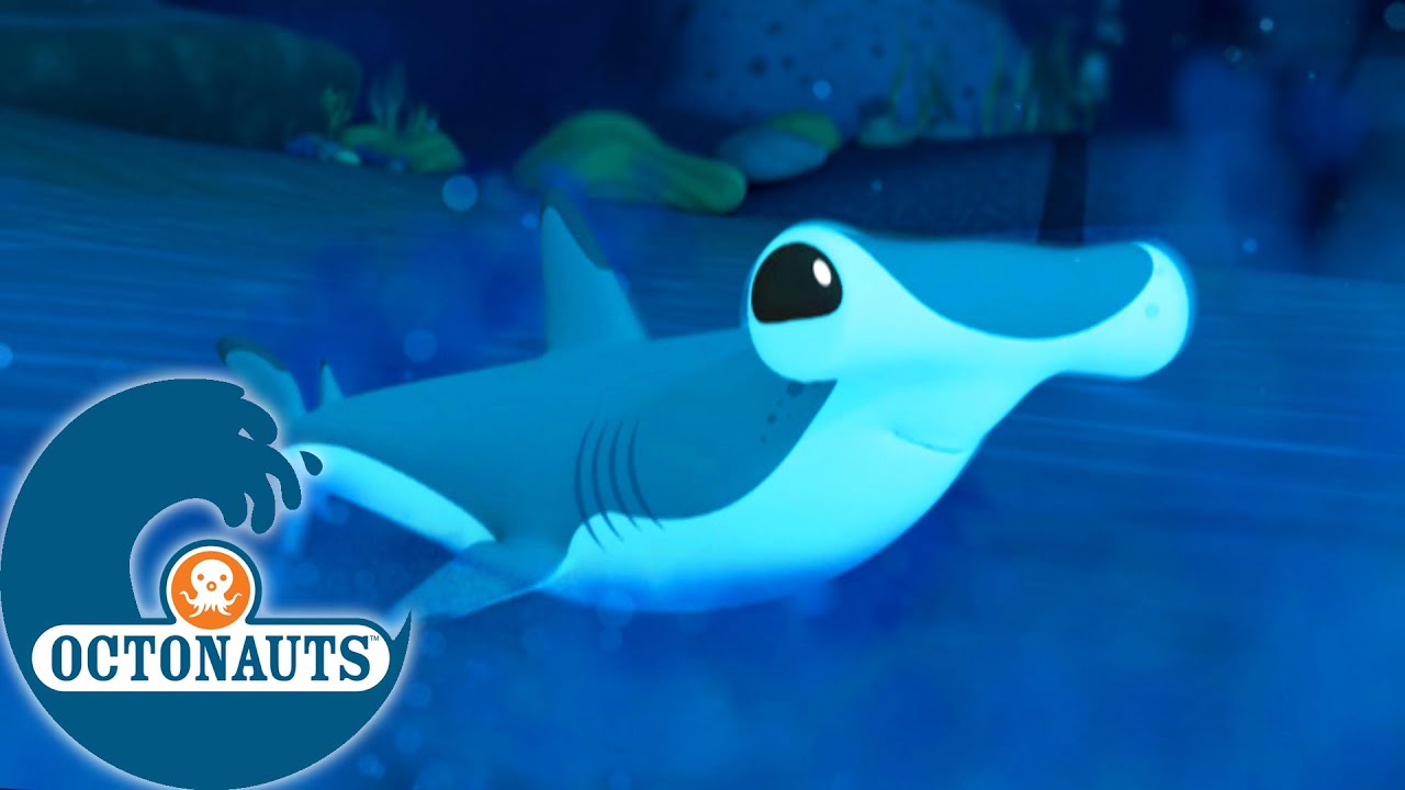 Octonauts - 🦈 Sauvetage des bébés requins-marteaux ⛑️ | Saison 2 ...