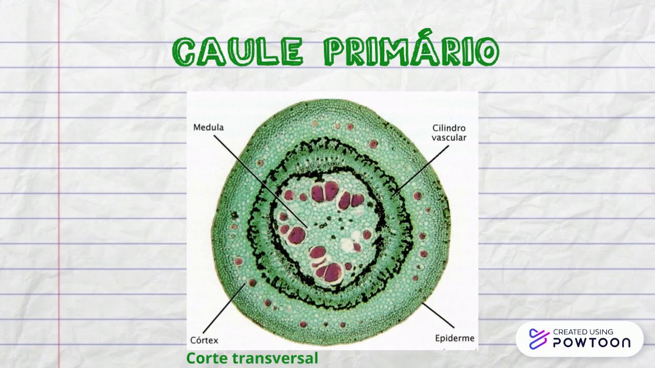 Anatomia do Caule - YouTube