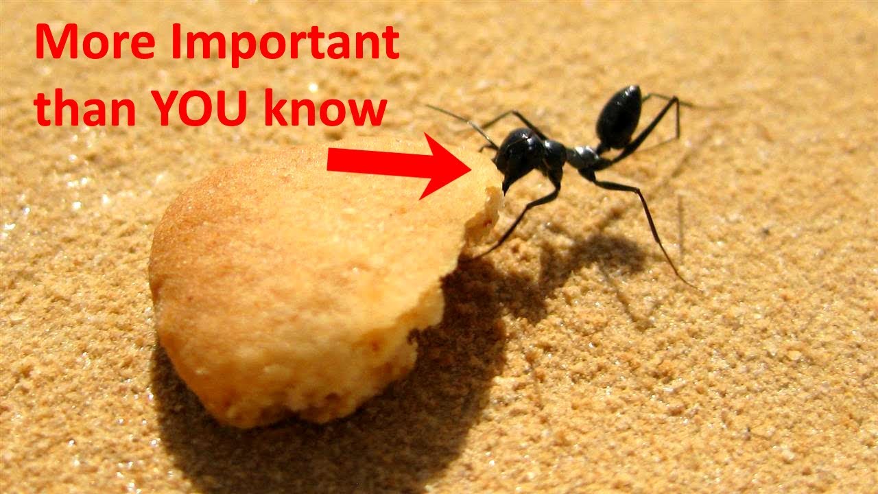 Why Ants are SO Important! - YouTube
