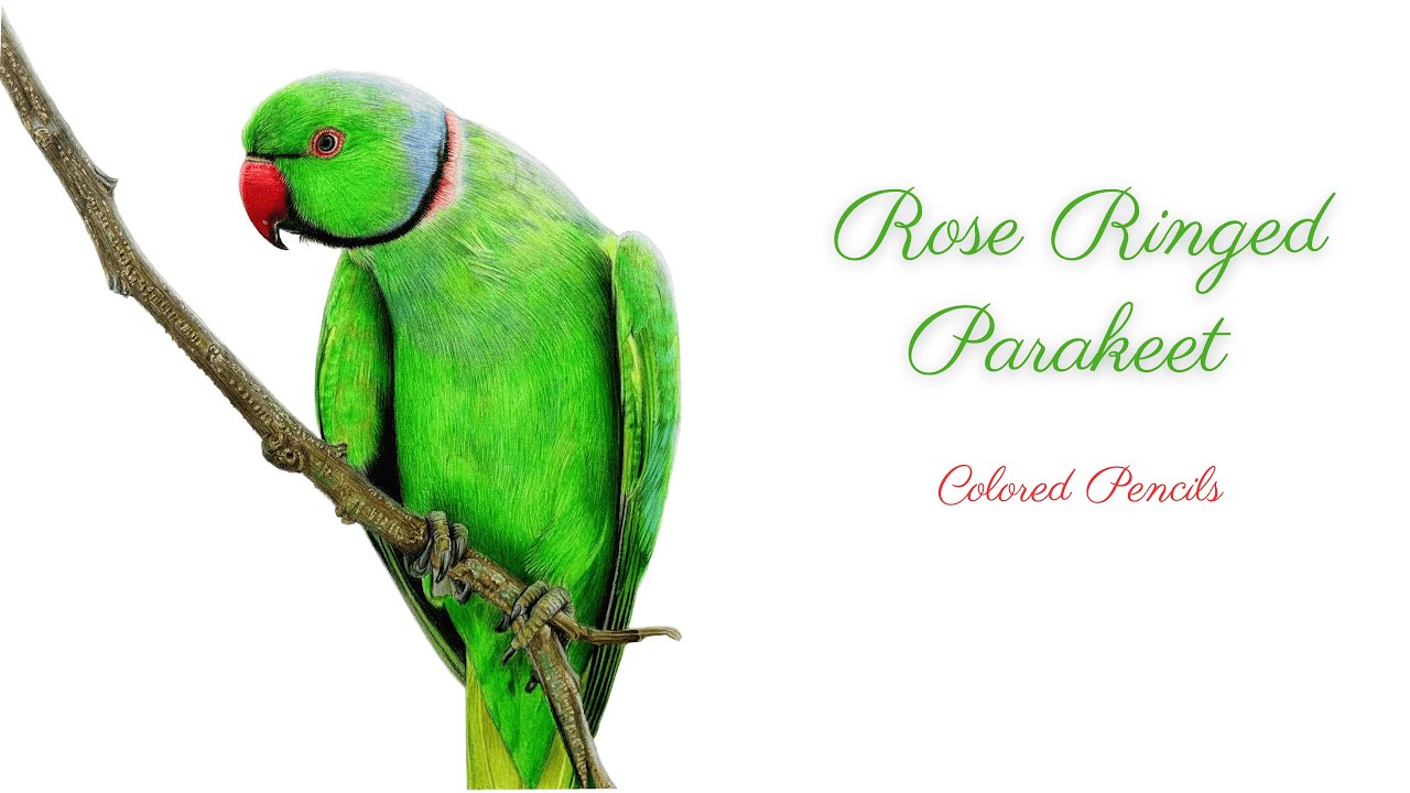 How to draw a Parakeet with Colored Pencils/ Realistic bird with ...