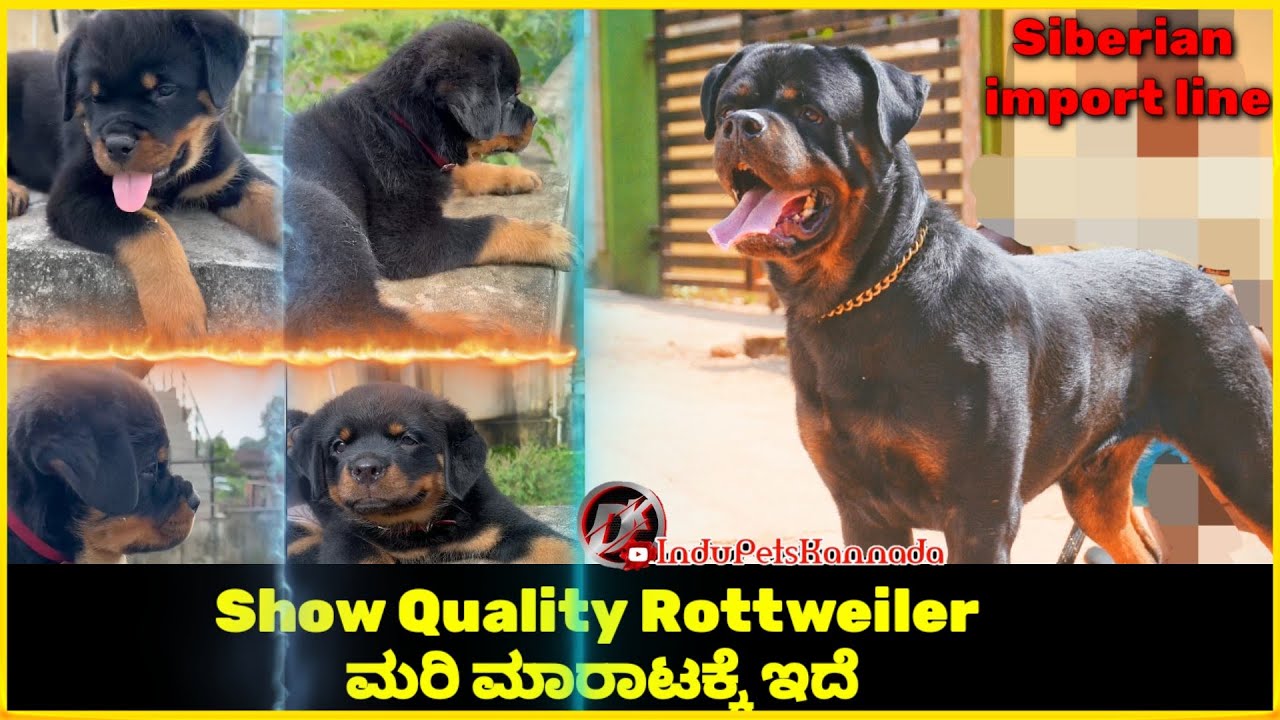 SHOW QUALITY ROTTWEILER ನಾಯಿ ಮರಿ ಮಾರಾಟಕ್ಕೆ ಇದೆ Import line ...