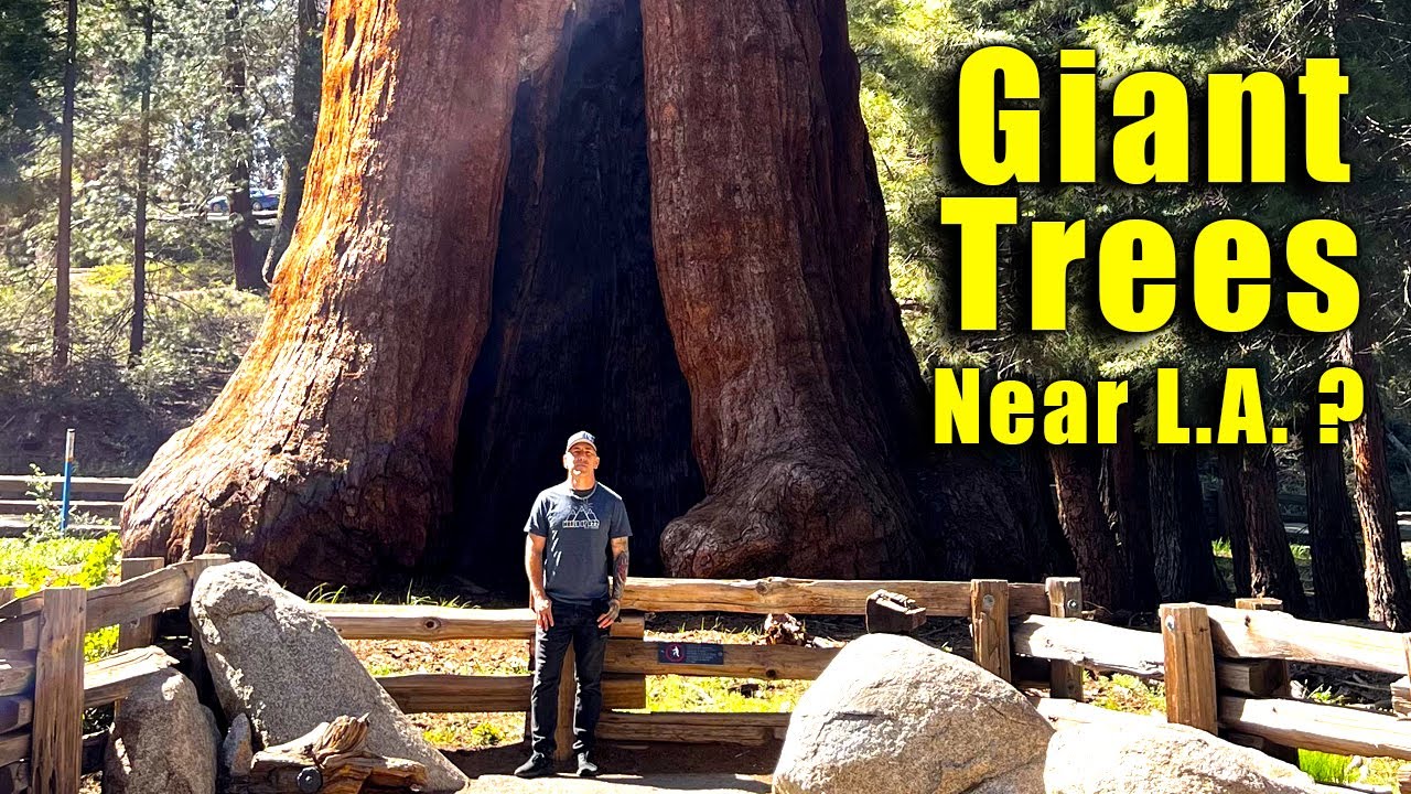 Giant Red Wood Trees Near Los Angeles California ?? - YouTube