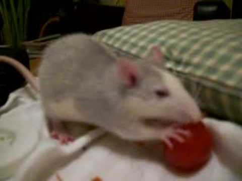 blue,my rat,eating a tomato - YouTube