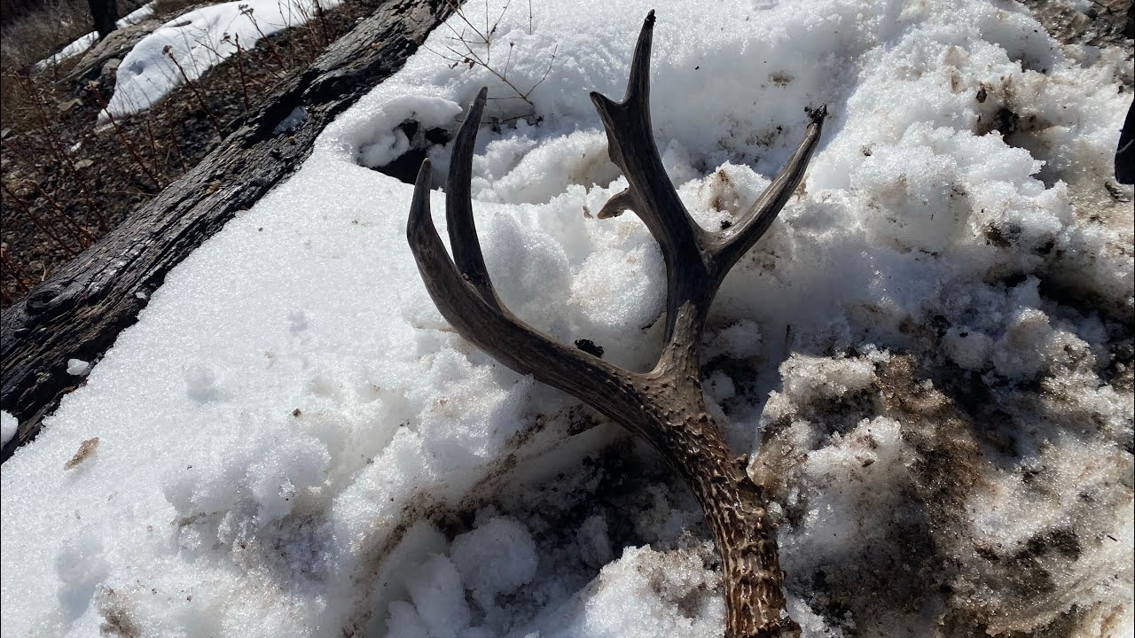 2023 HORN HUNTING #2 Big Brown Muley Sheds!! - YouTube