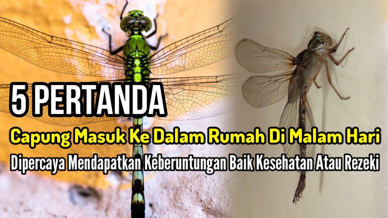 INI AWAL DARI KEBERUNTUNGANMU !! 5 ARTI CAPUNG MASUK RUMAH MALAM HARI ...