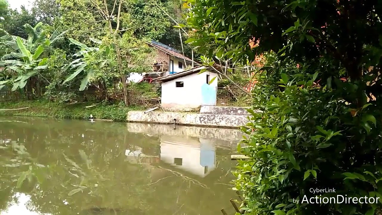 Keindahan Kp Bungur desa tajur halang kcmatan cijeruk kab, Bogor - YouTube