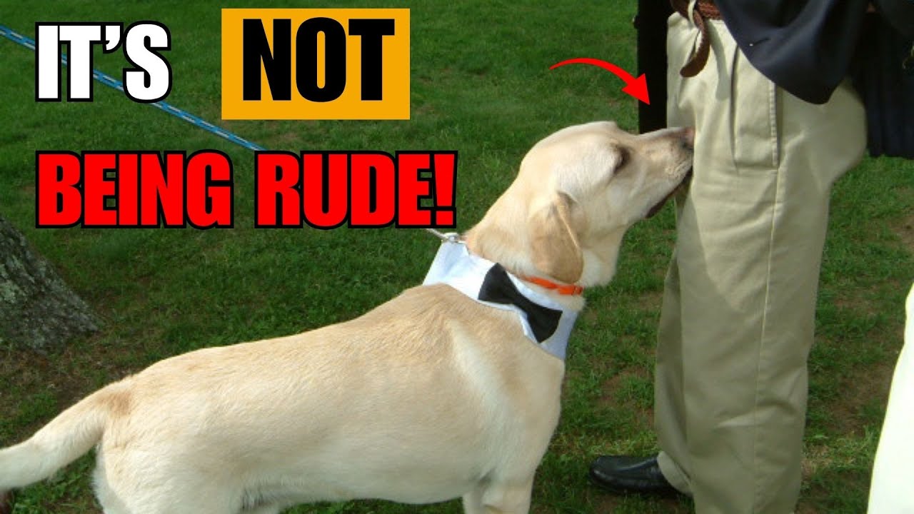 If Dogs SNIFF Your Private Area, This Is What It Really Means - YouTube
