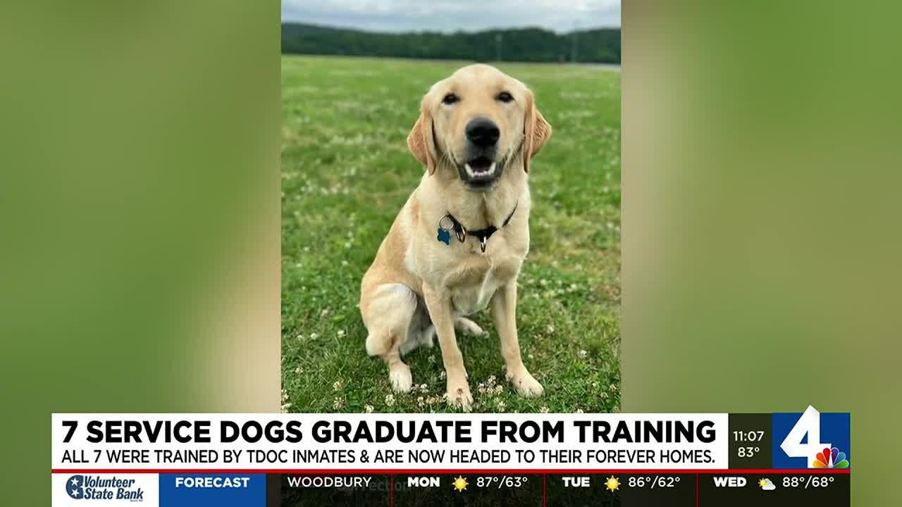 Service dogs complete program out of TDOC facility - YouTube