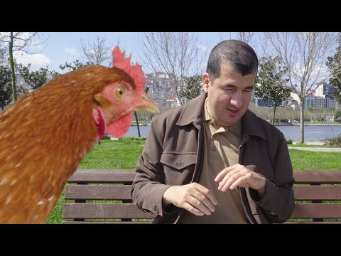 BİLAL GÖREGEN - Chicken Vibing to Levan Polkka - TAVUK VERSİYON